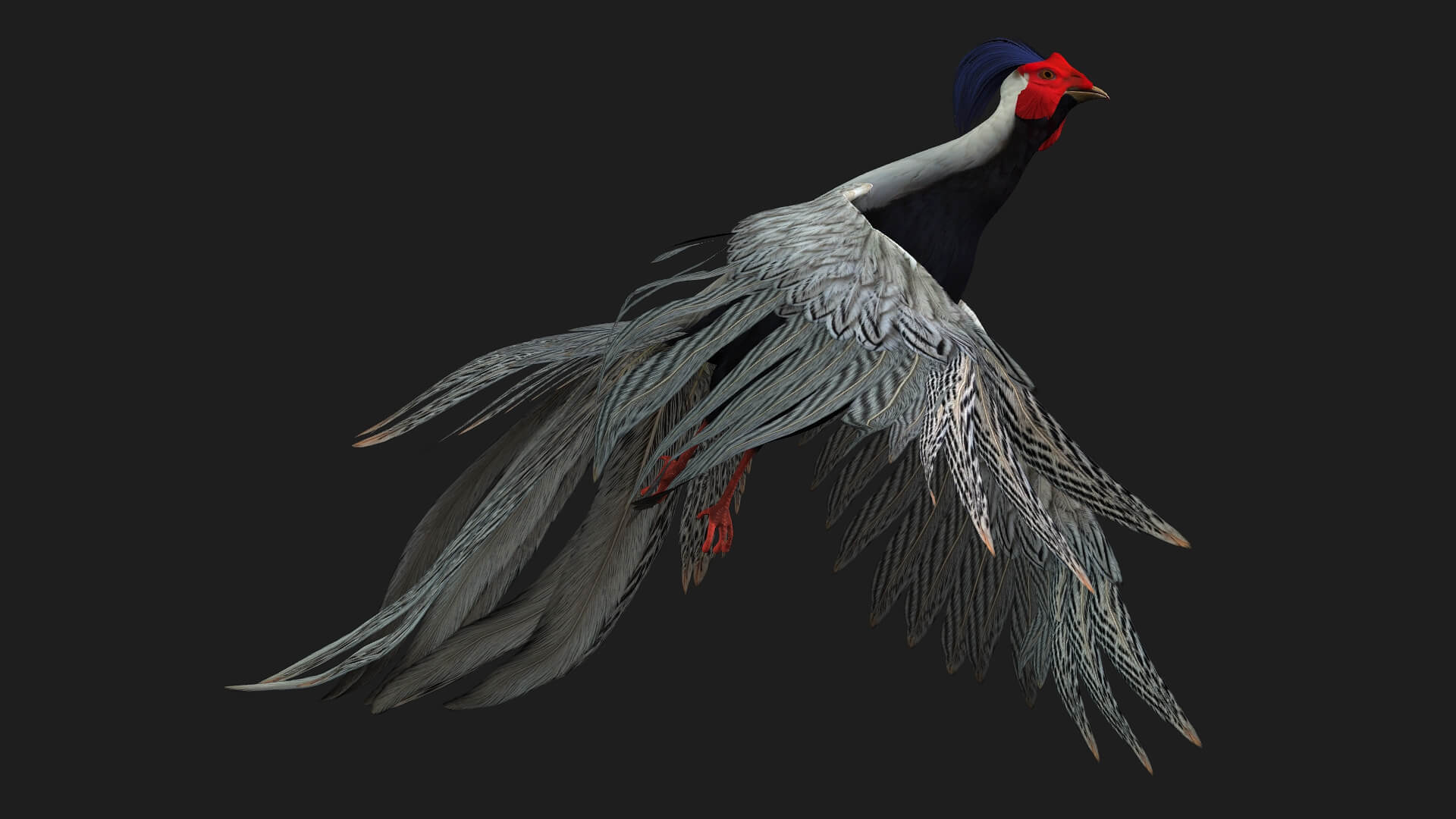 White Pheasant-A1 3D Animation by Animated3d
