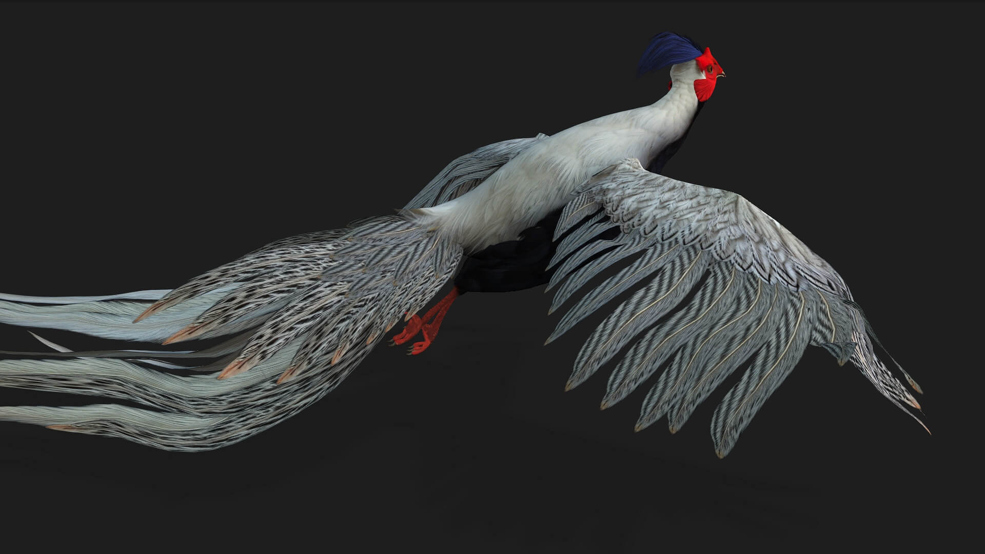 White Pheasant-A1 3D Animation by Animated3d