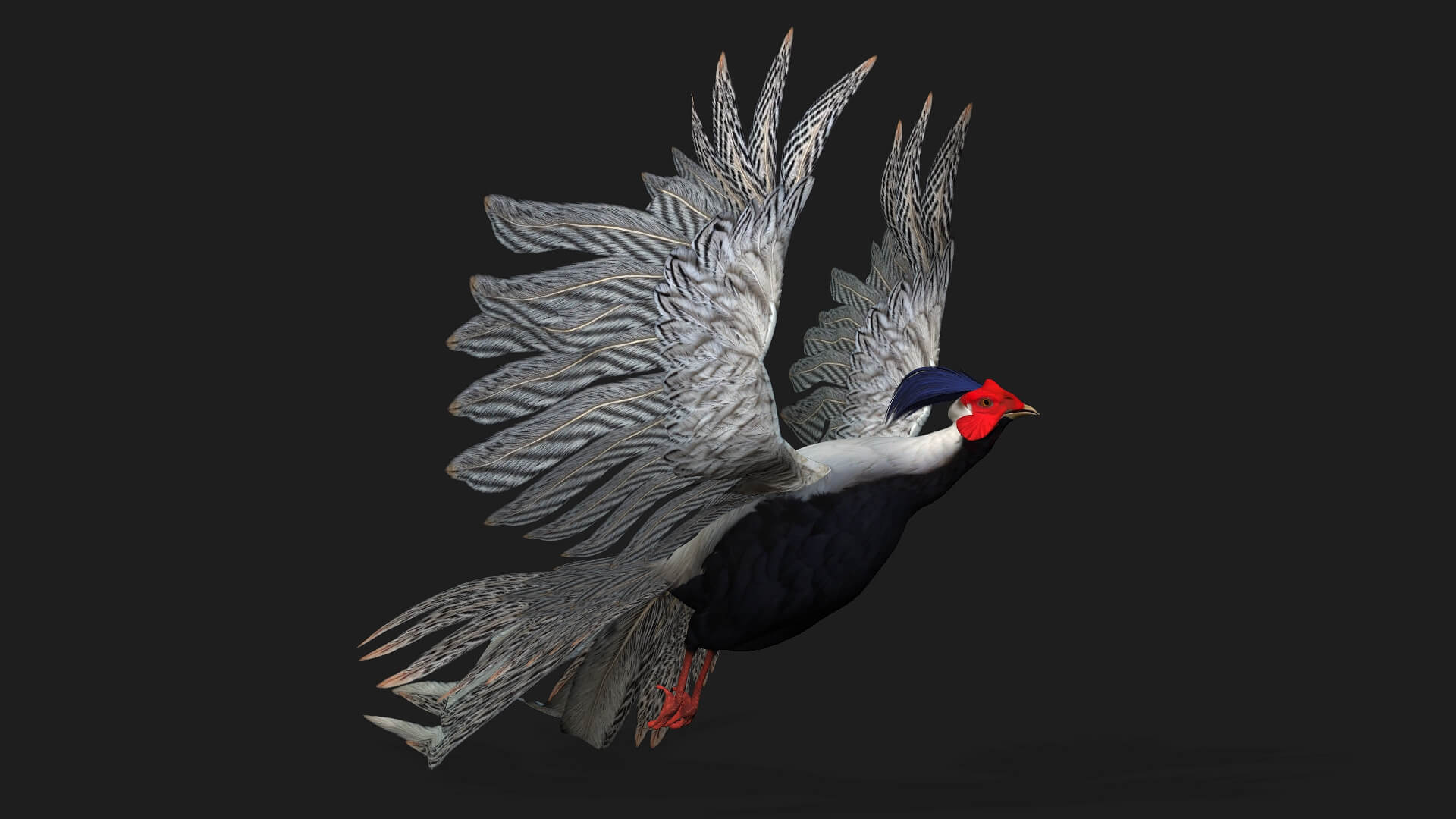 White Pheasant-A1 3D Animation by Animated3d