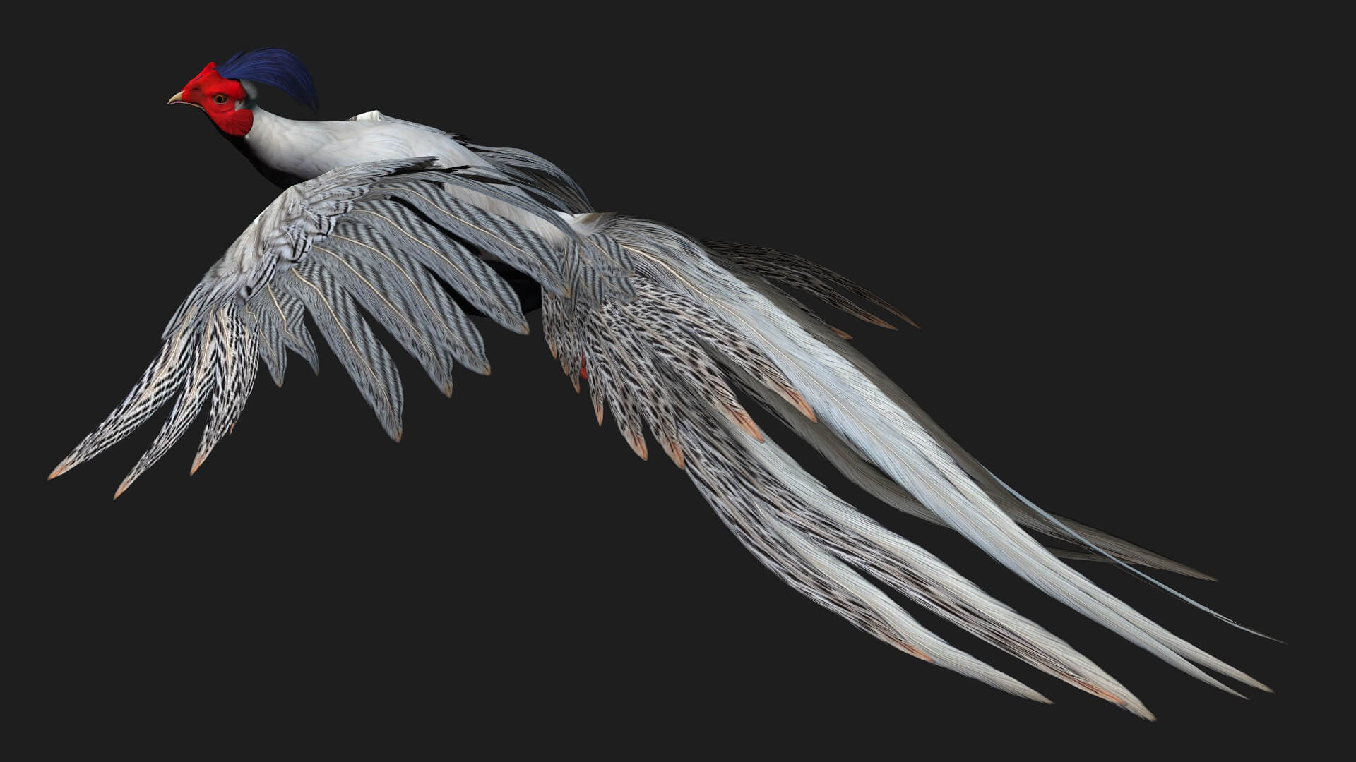 White Pheasant-A1 3D Animation by Animated3d