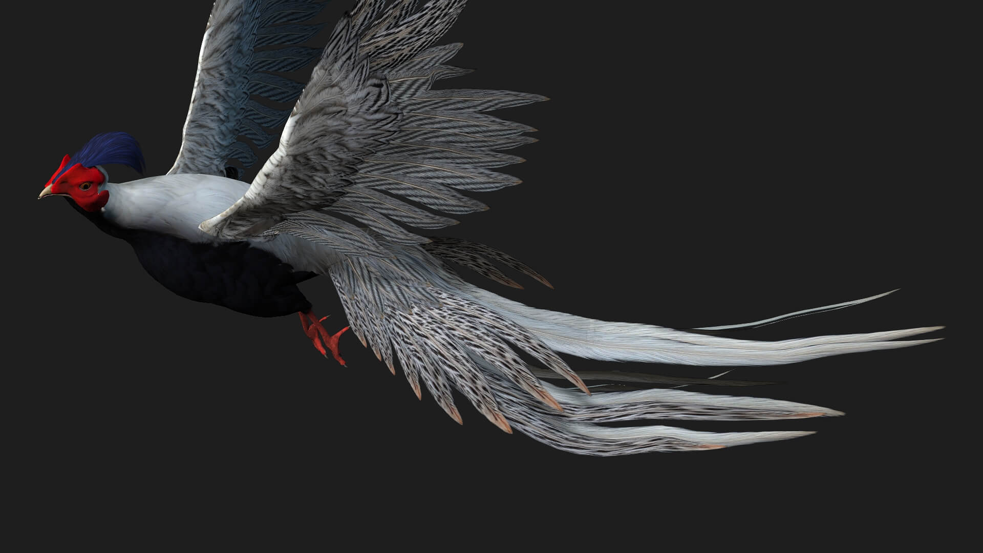 White Pheasant-A1 3D Animation by Animated3d