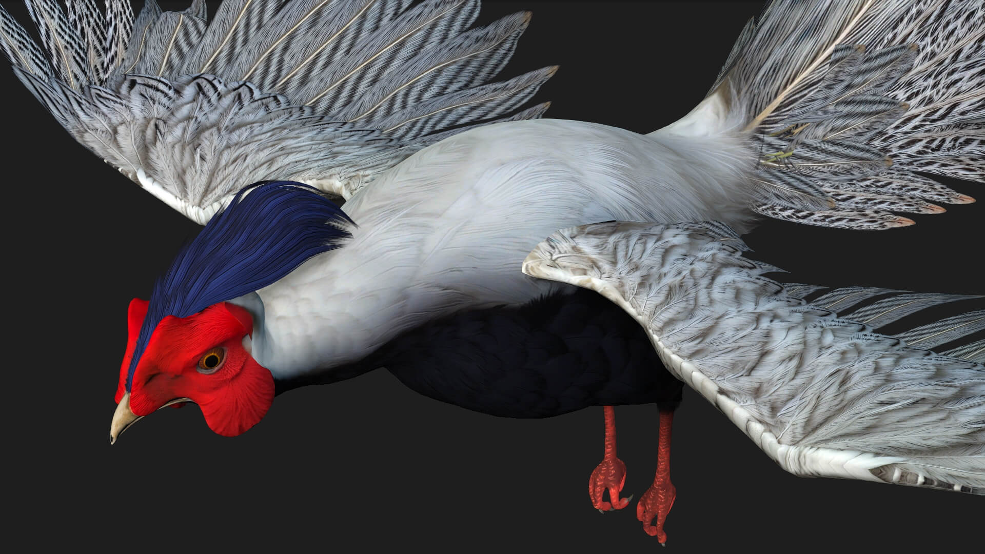 White Pheasant-A1 3D Animation by Animated3d