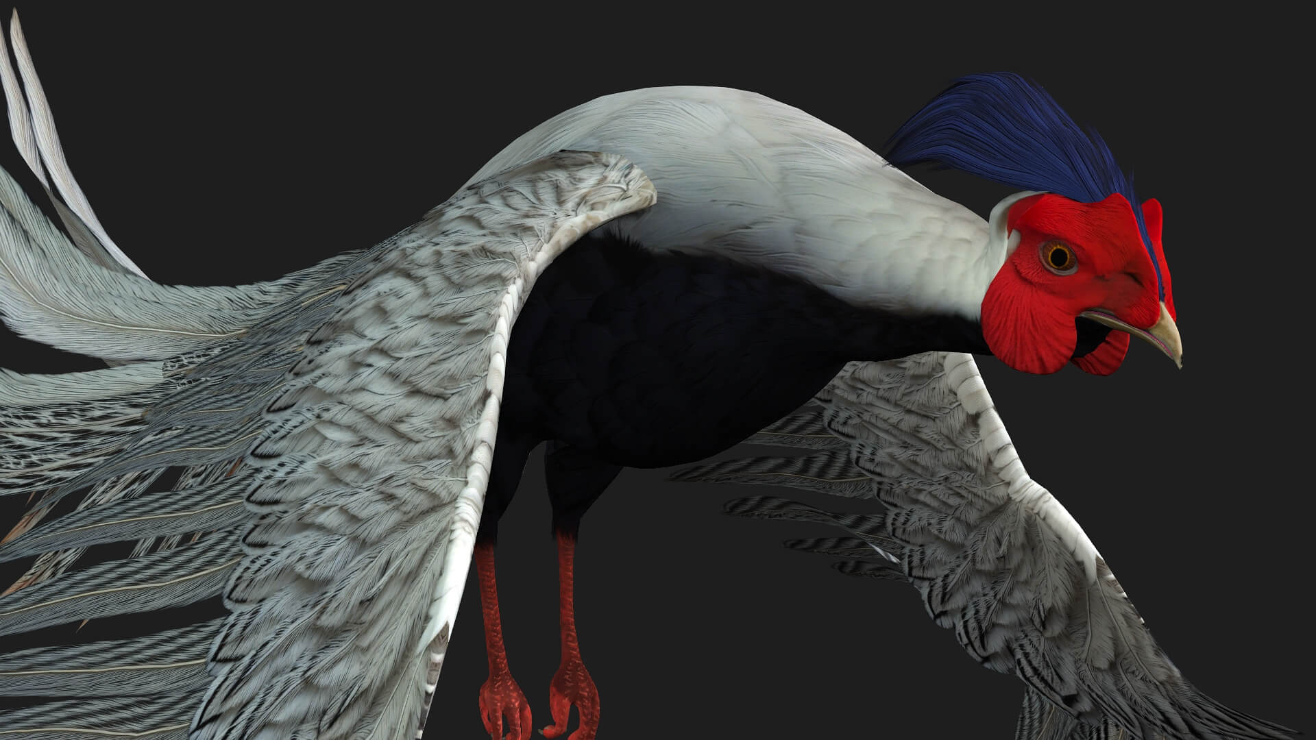 White Pheasant-A1 3D Animation by Animated3d
