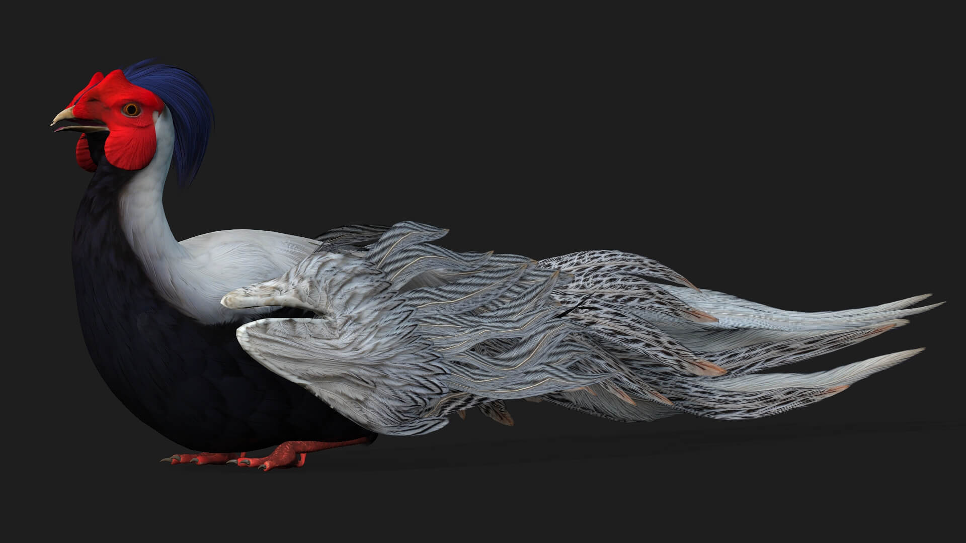 White Pheasant-A1 3D Animation by Animated3d