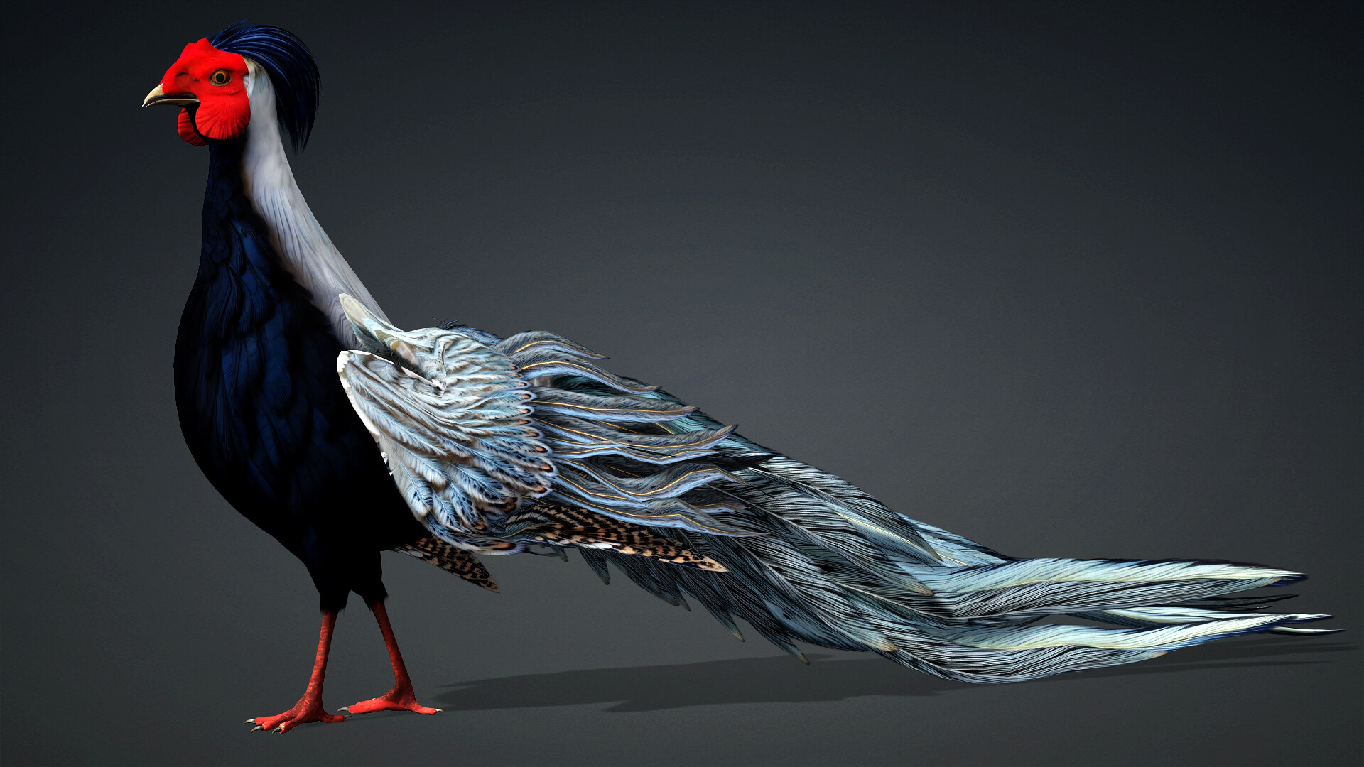 White Pheasant-A2 3D Animation by Animated3d