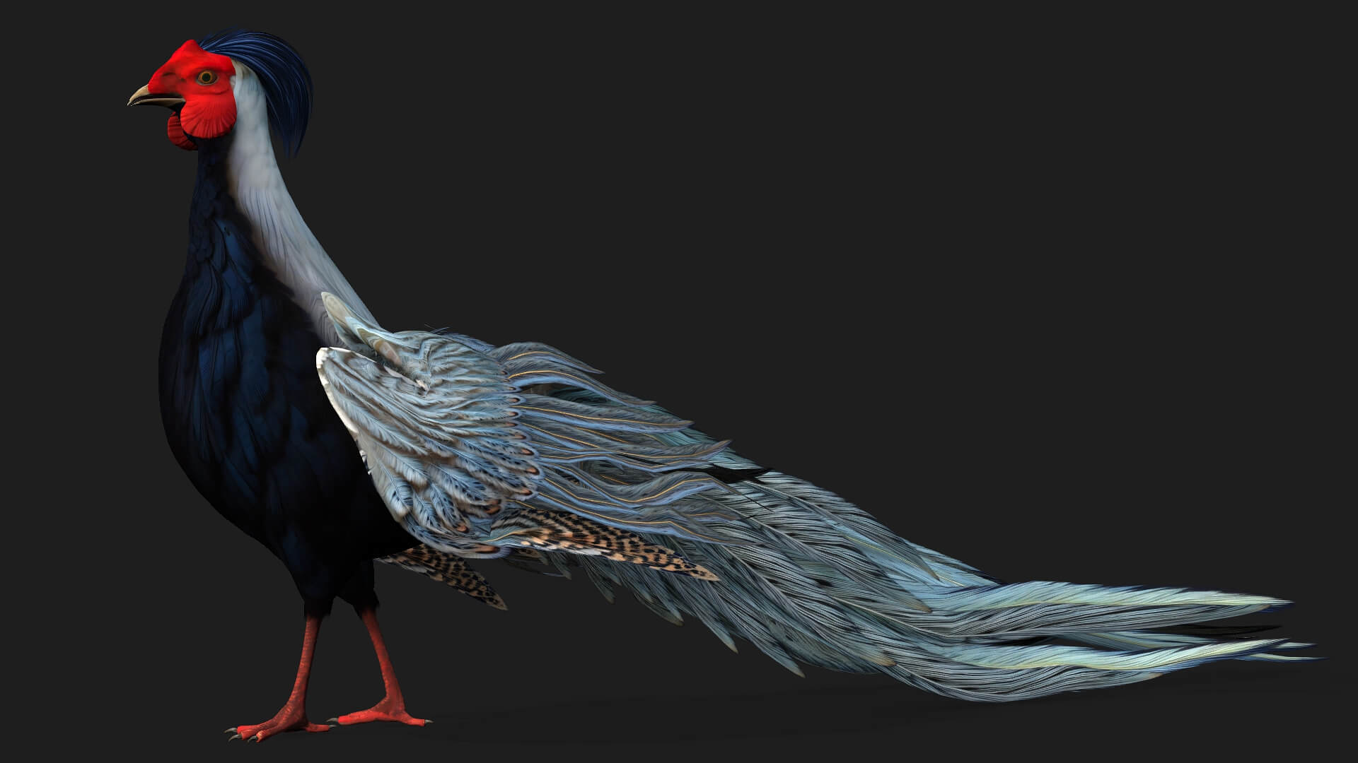White Pheasant-A2 3D Animation by Animated3d