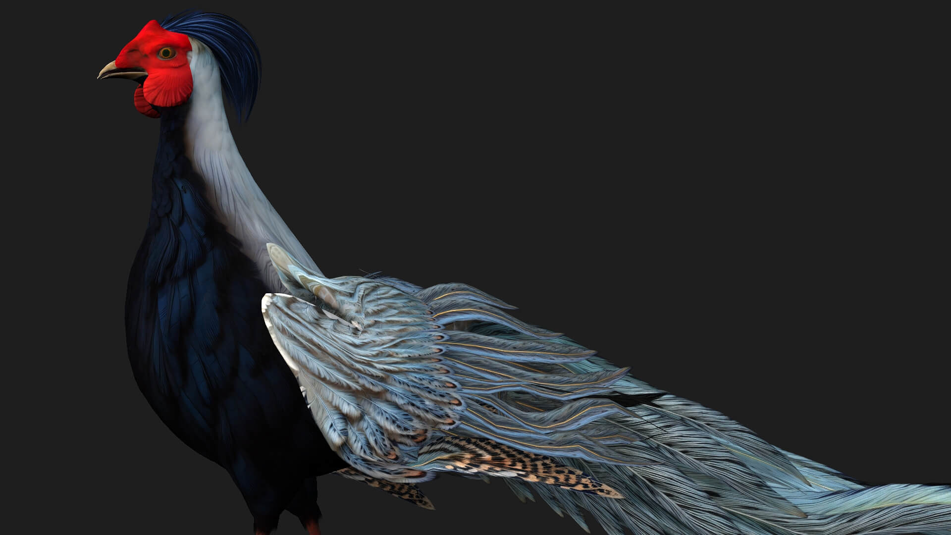 White Pheasant-A2 3D Animation by Animated3d
