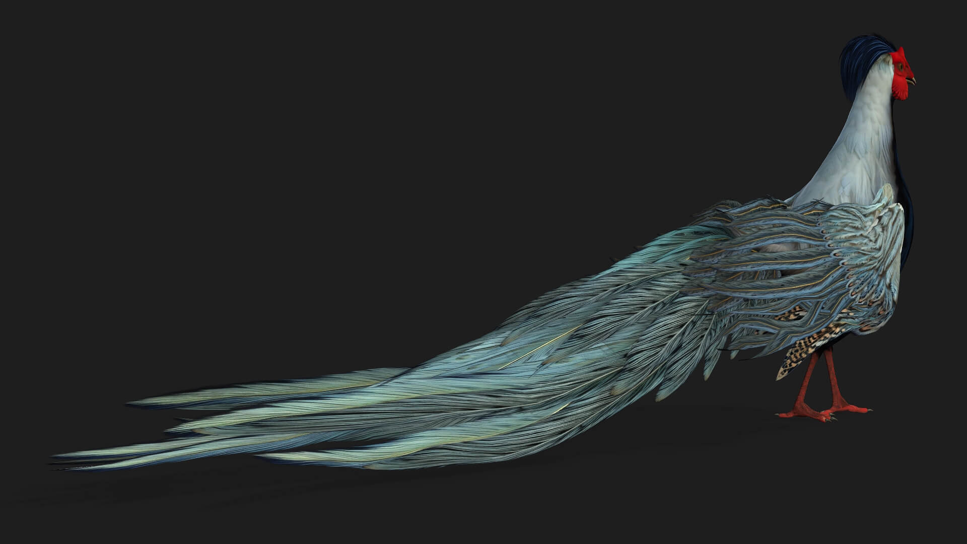 White Pheasant-A2 3D Animation by Animated3d