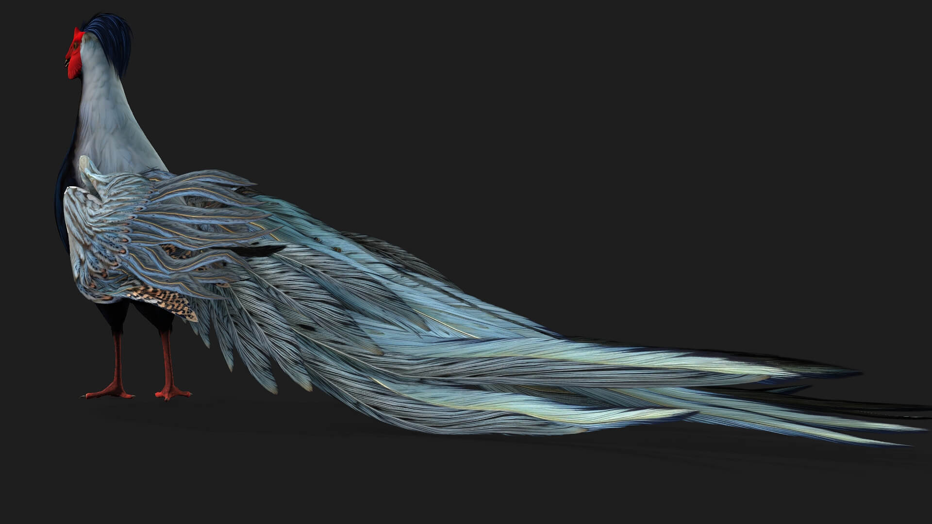 White Pheasant-A2 3D Animation by Animated3d