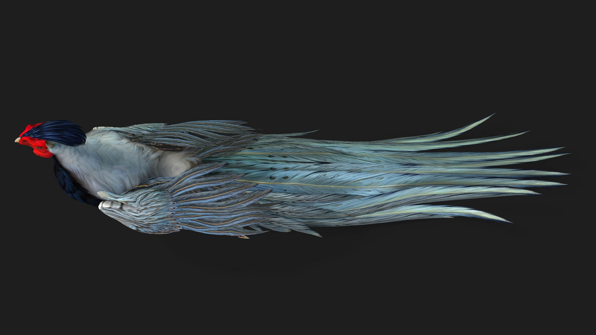 White Pheasant-A2 3D Animation by Animated3d