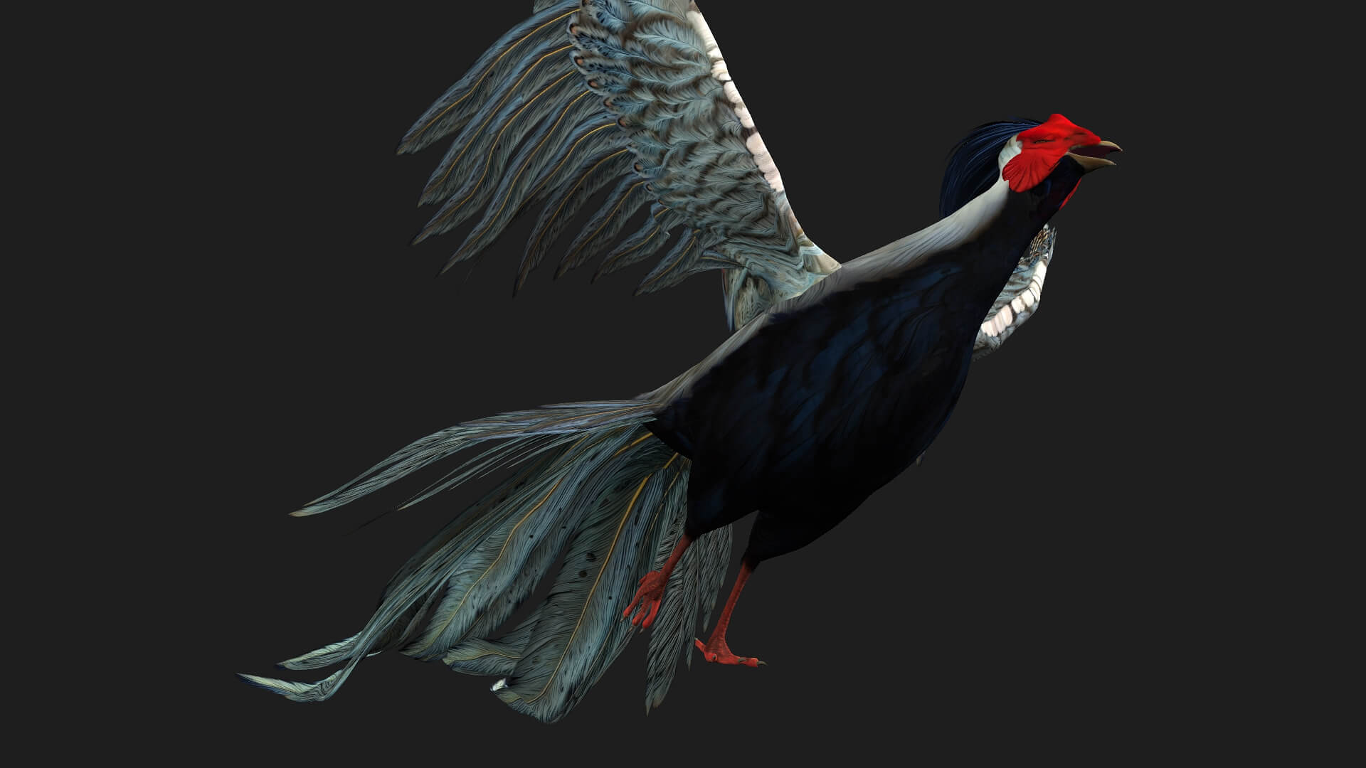 White Pheasant-A2 3D Animation by Animated3d