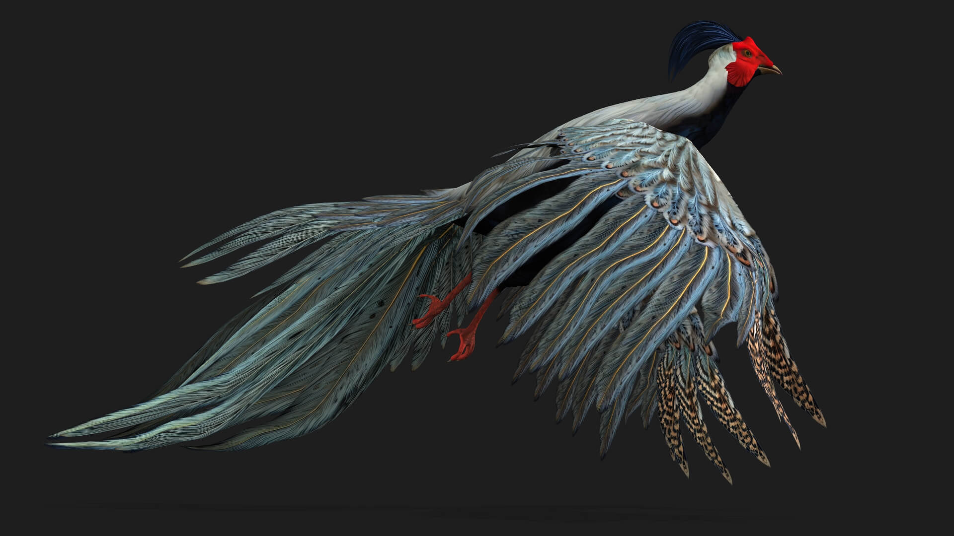 White Pheasant-A2 3D Animation by Animated3d