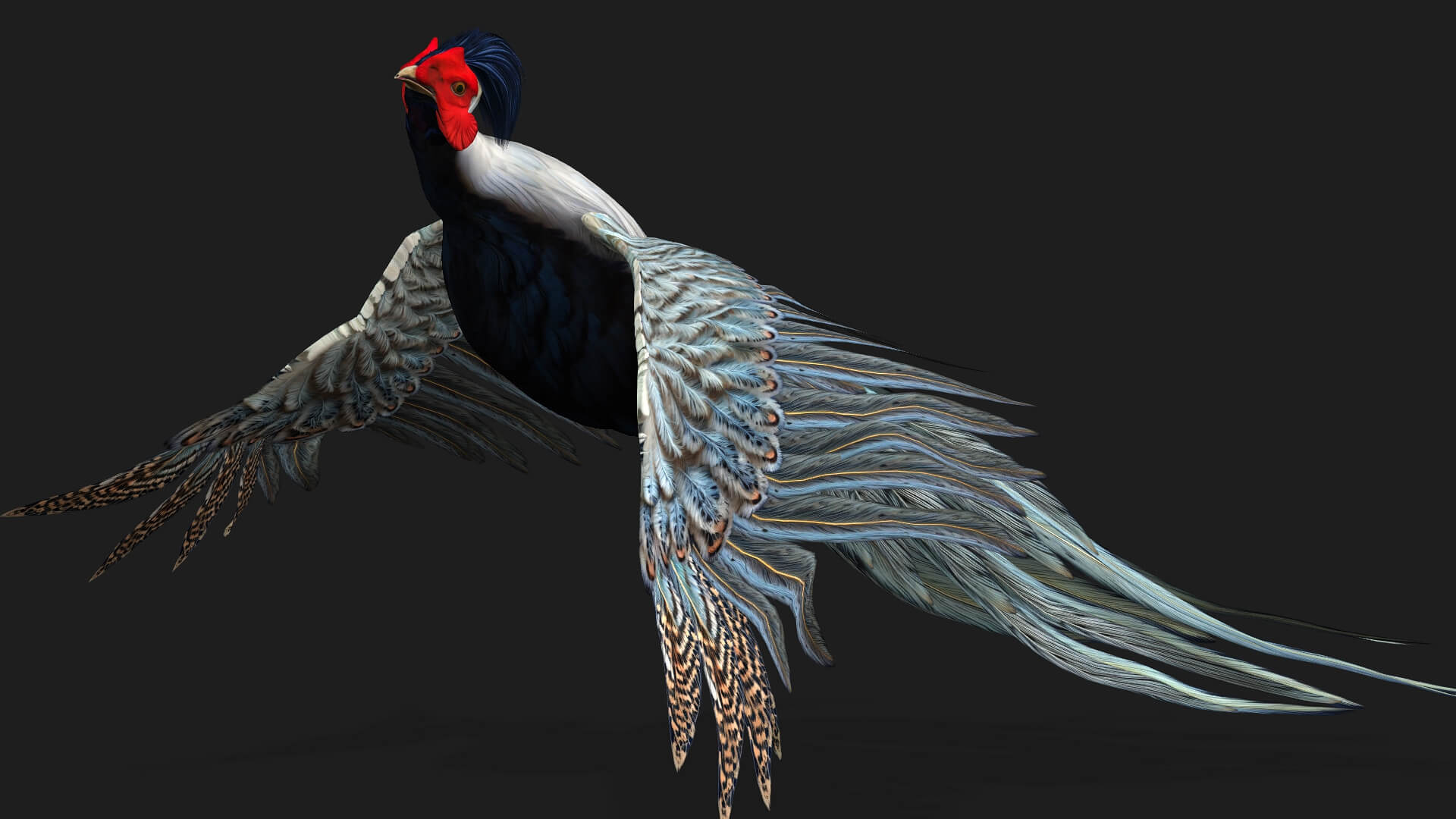 White Pheasant-A2 3D Animation by Animated3d