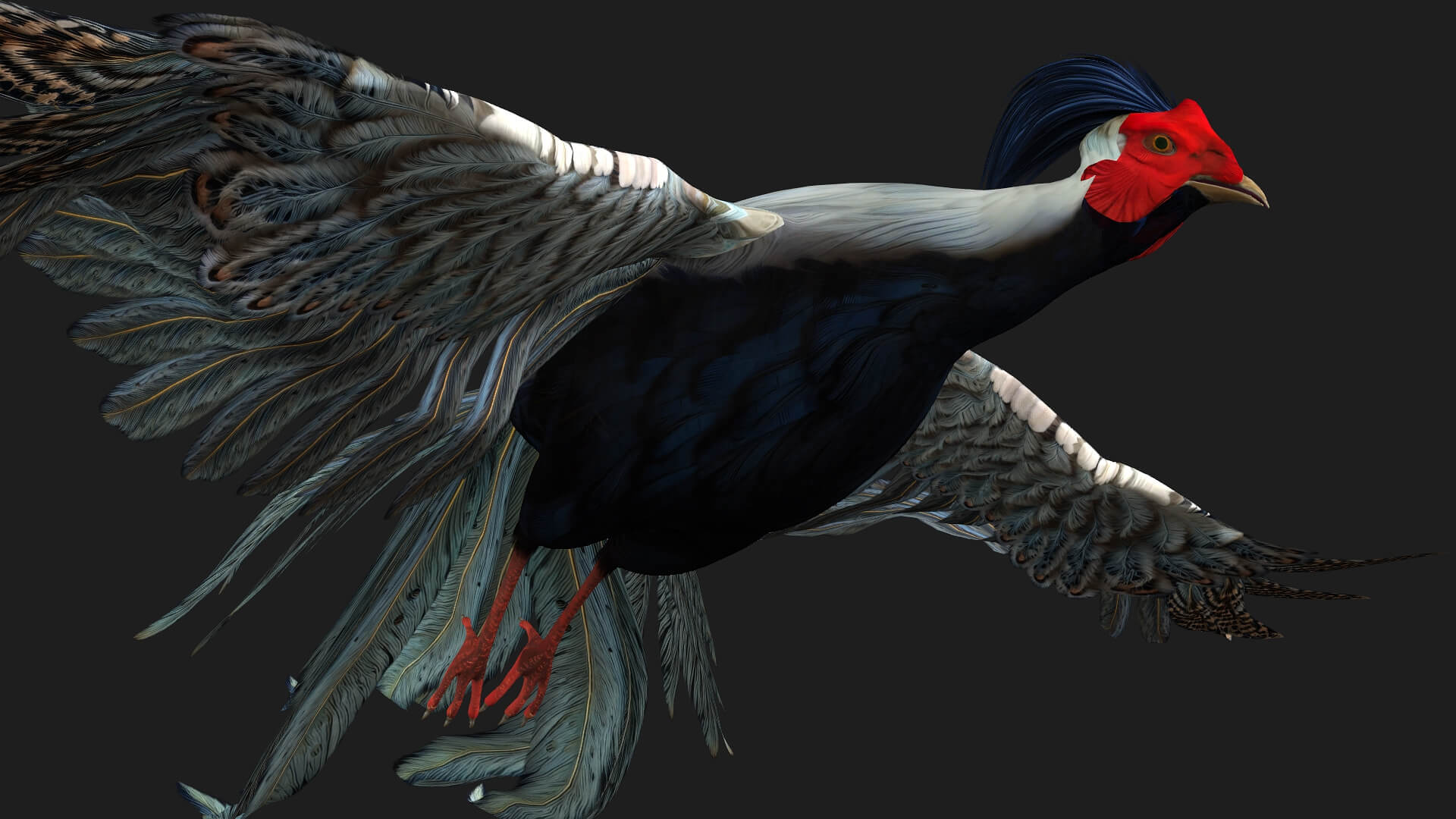 White Pheasant-A2 3D Animation by Animated3d