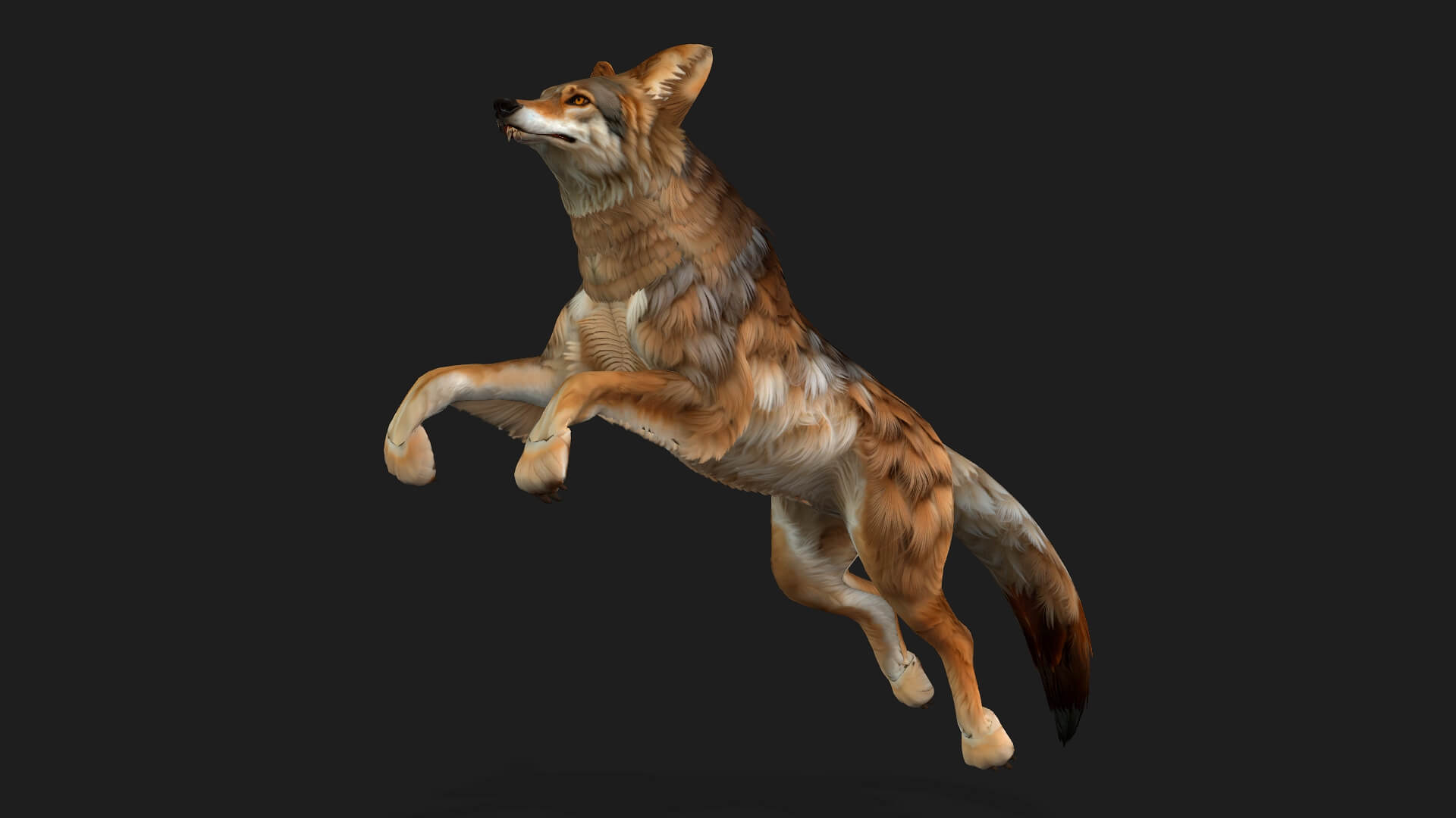 Wolf-A2-Animated 3D Animation by Animated3d