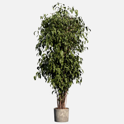 Ficus Tree Plant - 3D Model by AnimixStudio