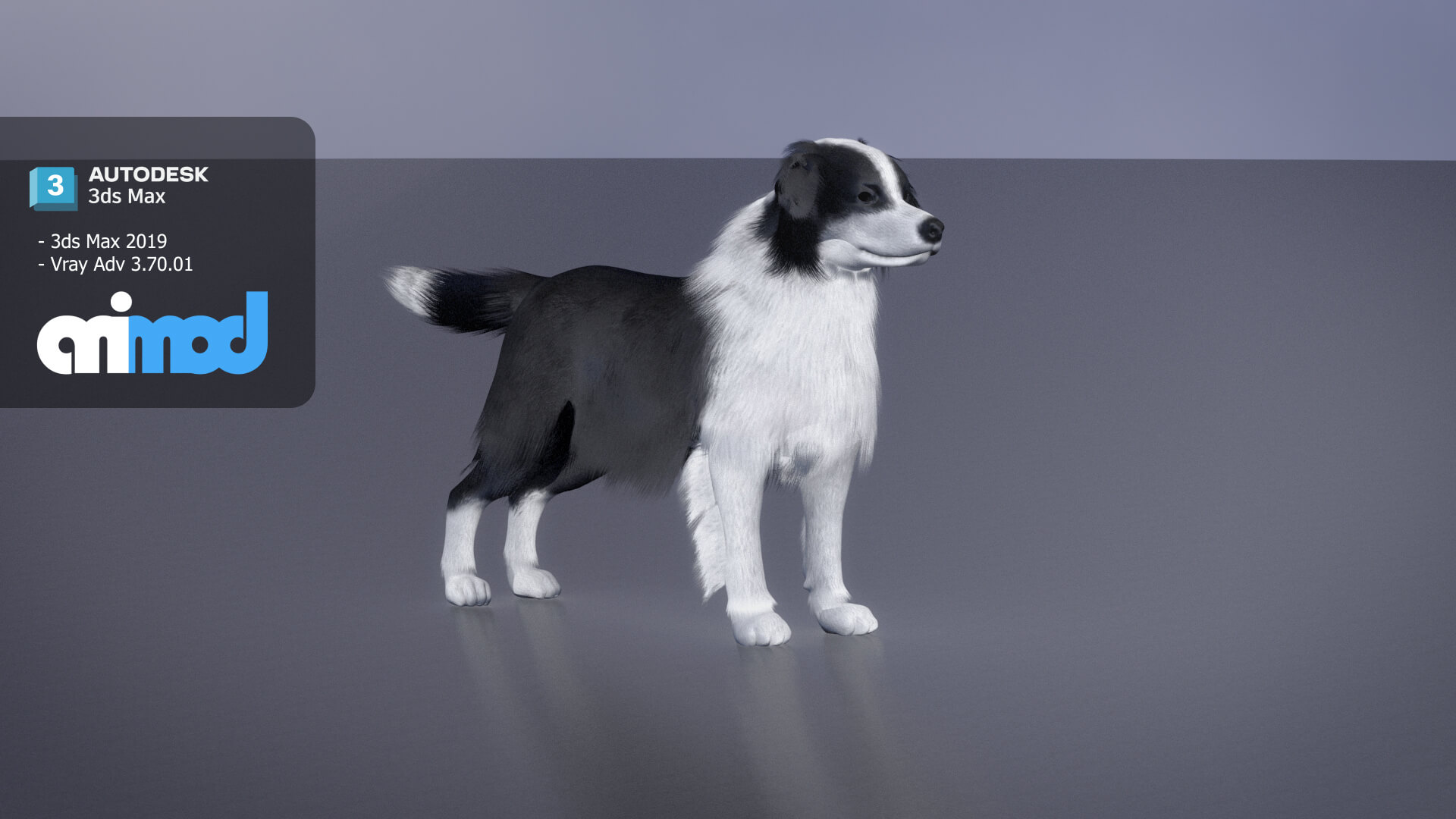 Border Collie Bordernese Dog - 3D Model by animod