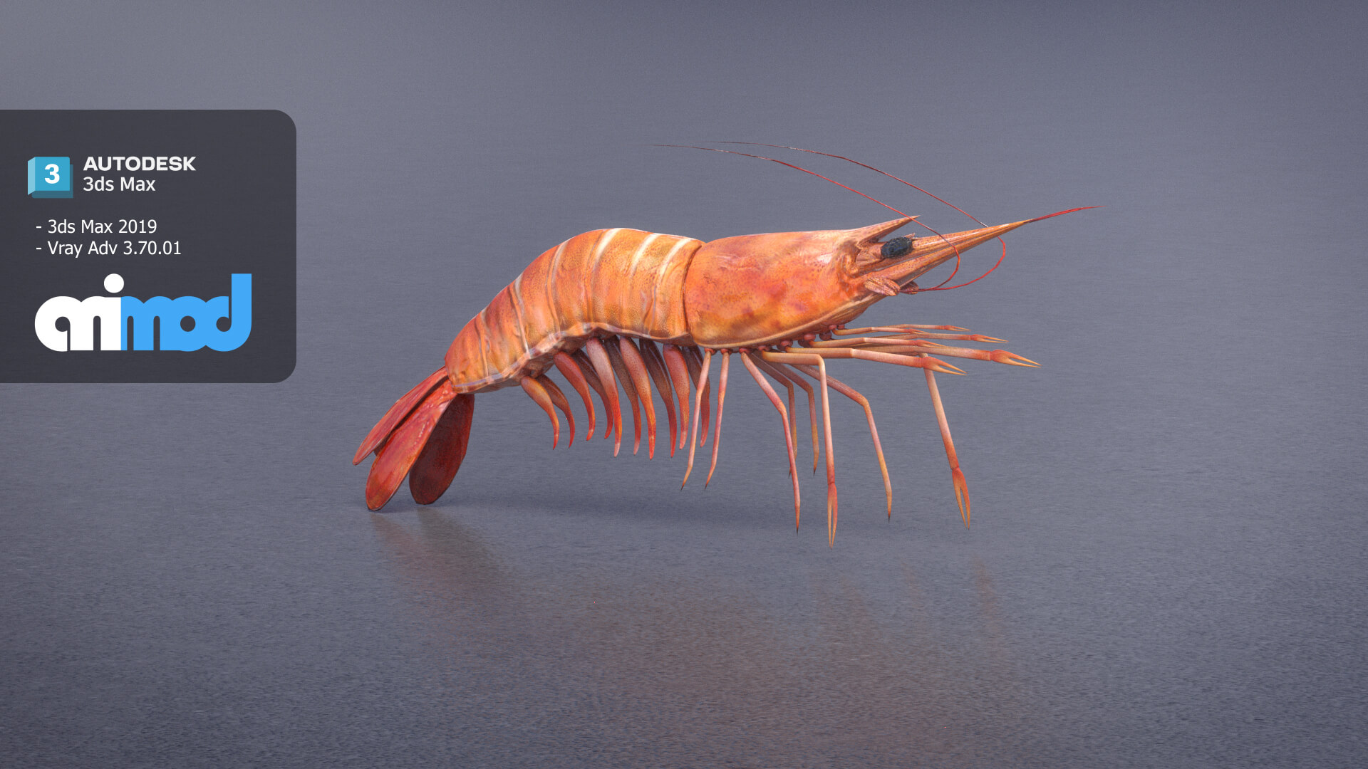Cooked Shrimp - 3D Model by animod