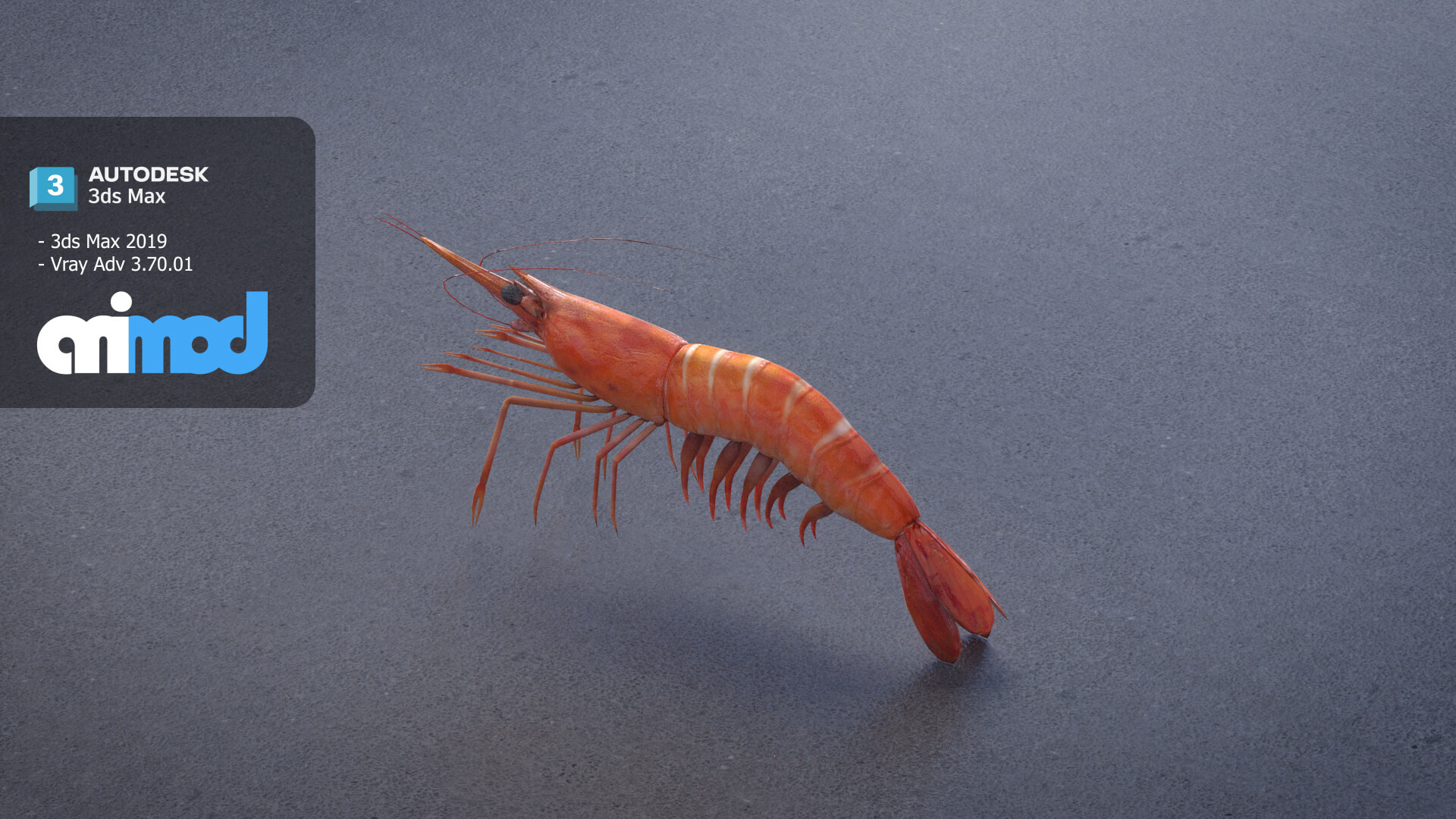 Cooked Shrimp - 3D Model by animod
