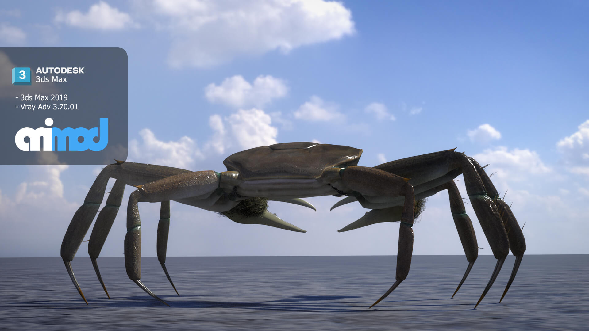 Crab Female Rigged - 3D Model by animod