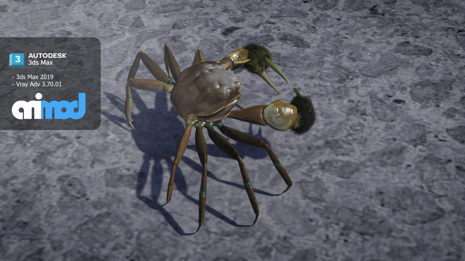 Crab Female Rigged - 3D Model by animod