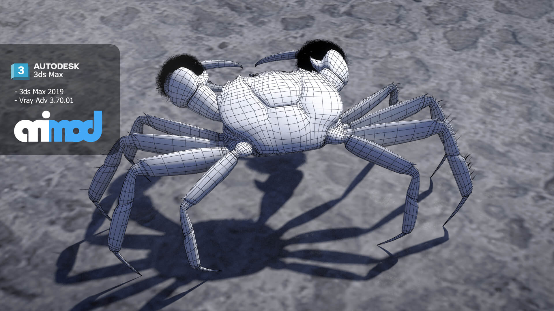 Crab Female Rigged - 3D Model by animod