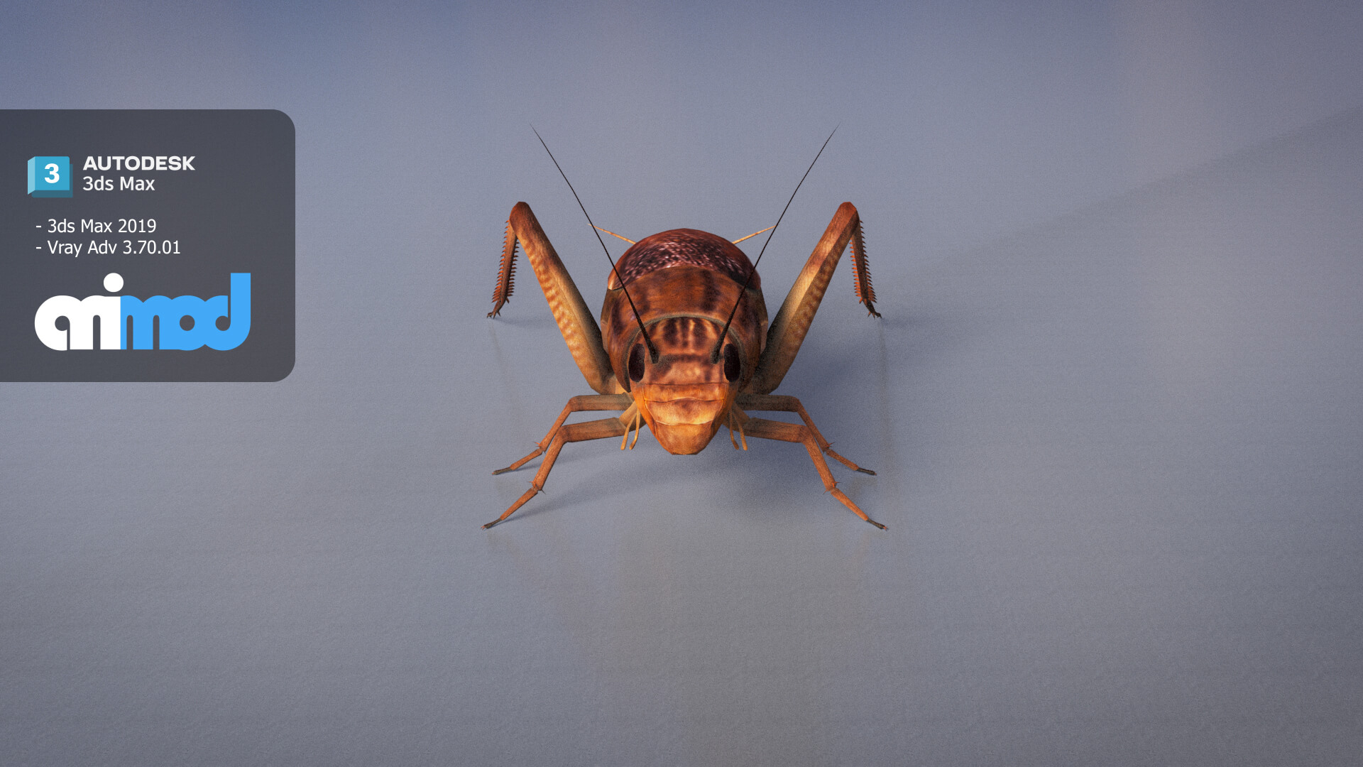 Cricket Insect - 3D Model by animod