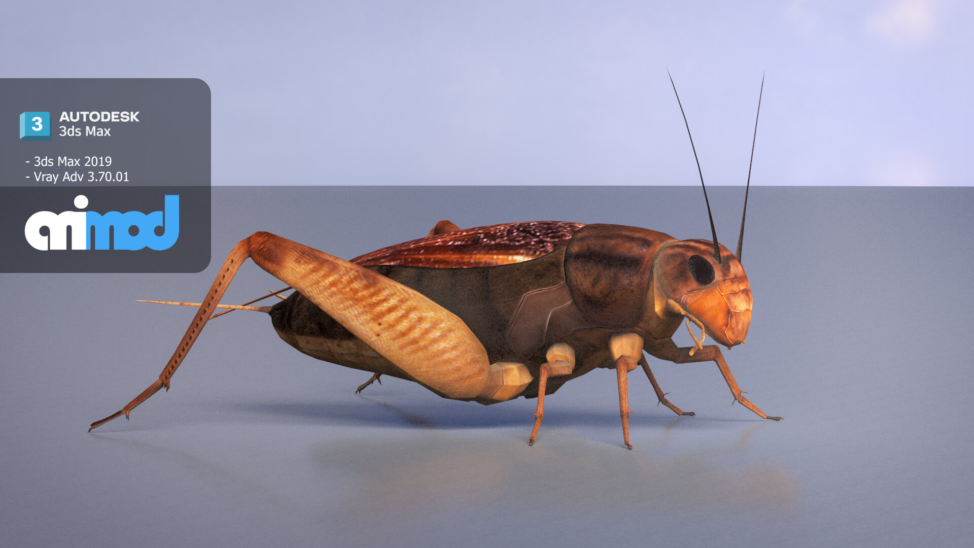 Cricket Insect - 3D Model by animod