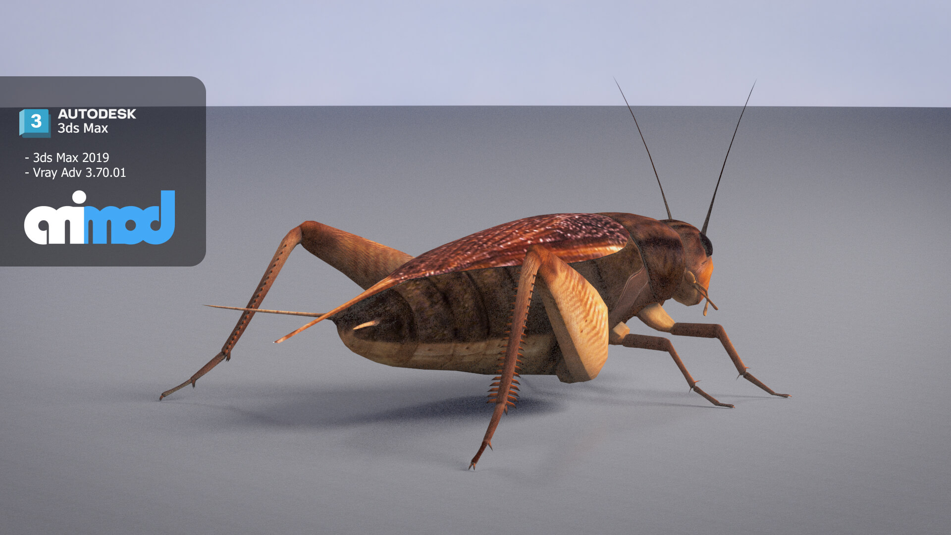 Cricket Insect - 3D Model by animod