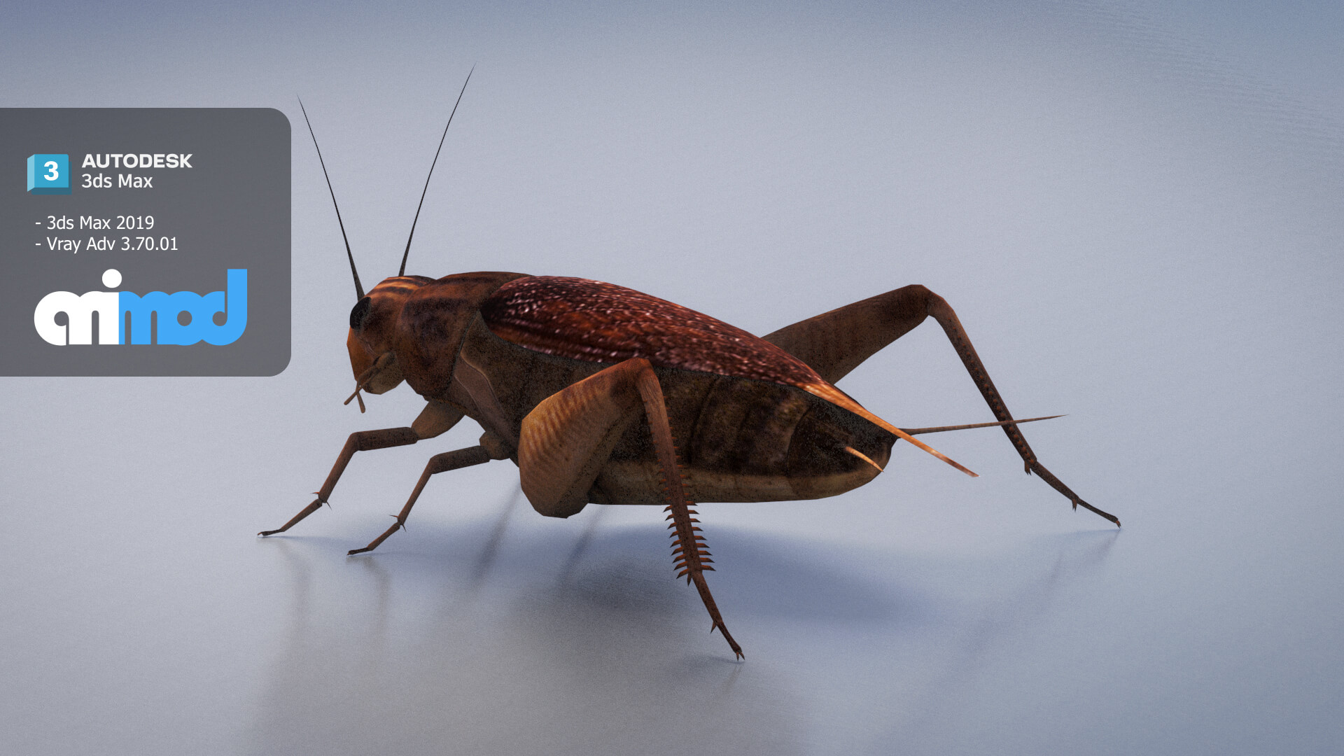 Cricket Insect - 3D Model by animod