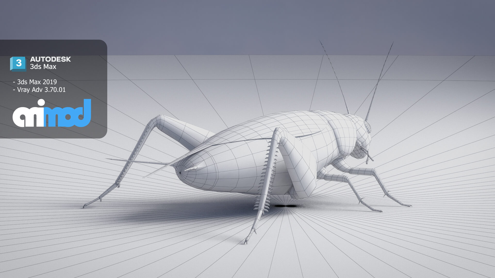 Cricket Insect - 3D Model by animod