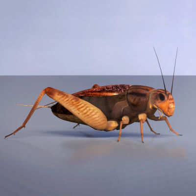 Cricket Insect - 3D Model by animod