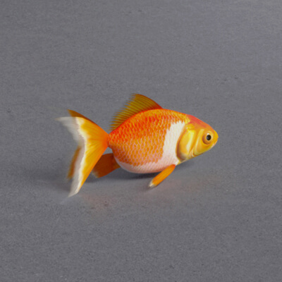 Gold Fish Animal - 3D Model by animod
