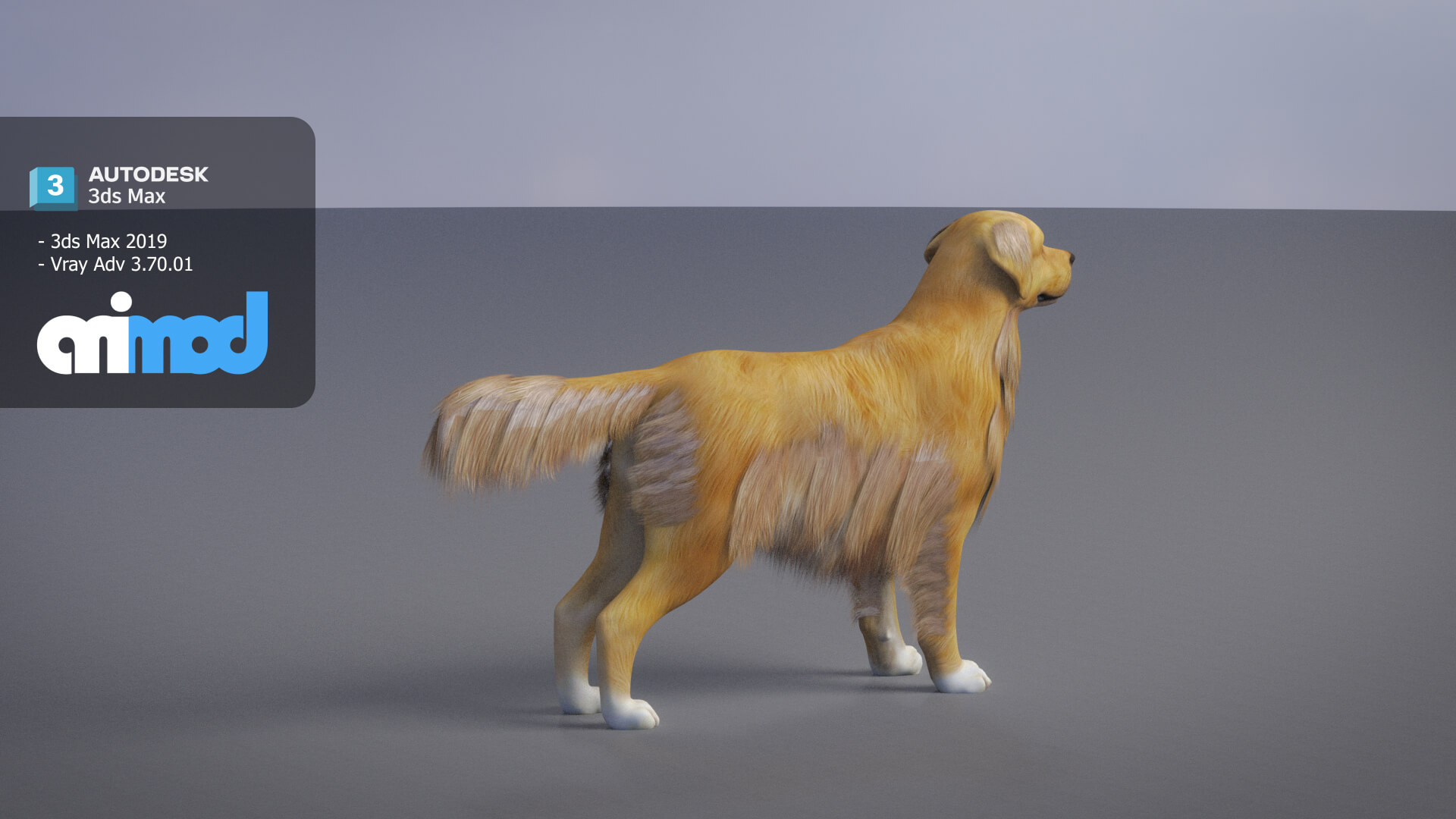 Golden Retriever - 3D Model by animod
