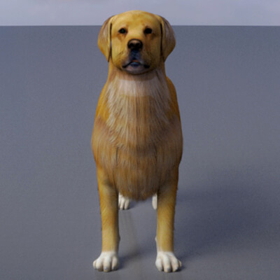 Golden Retriever - 3D Model by animod