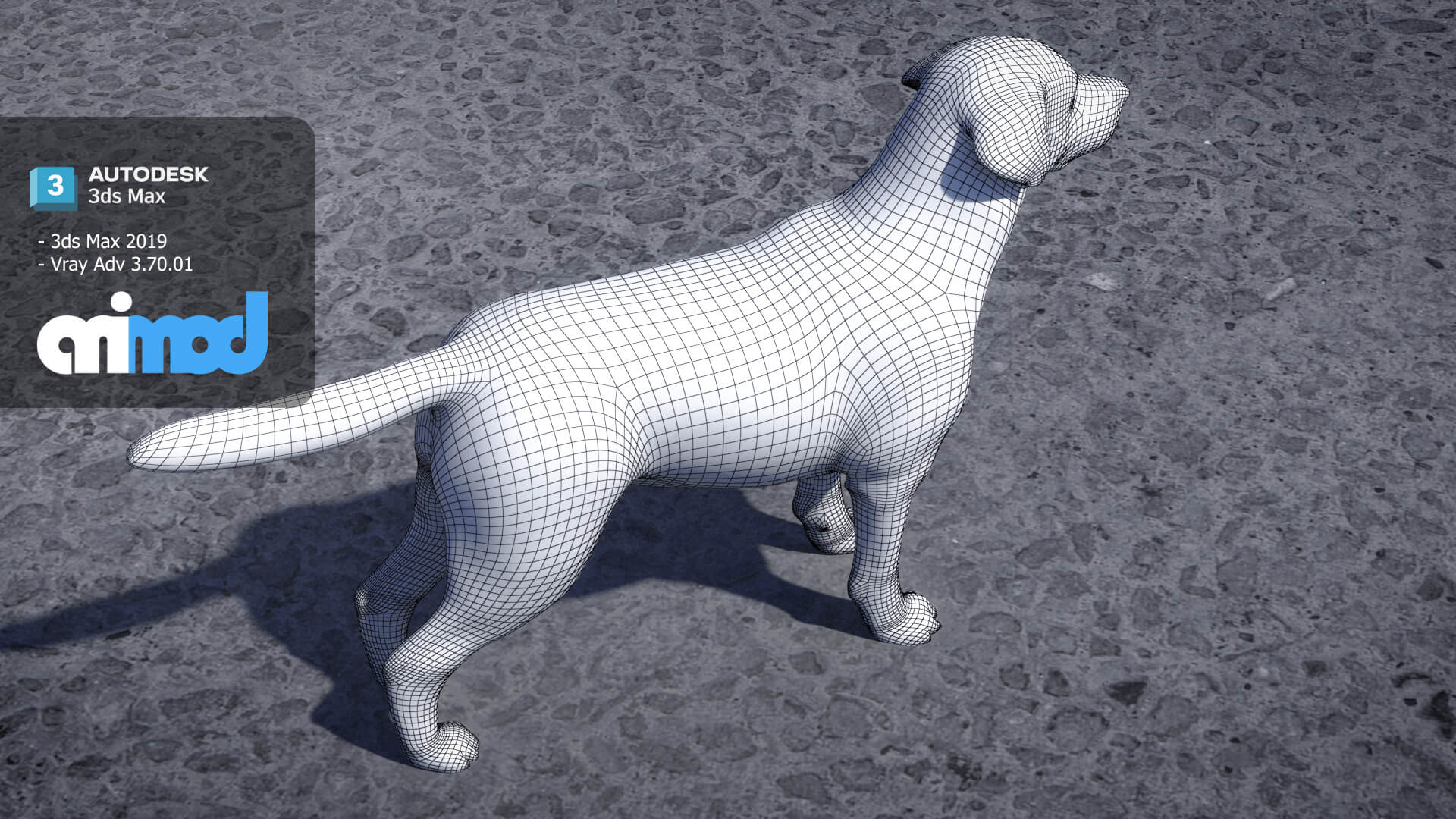 Labrador Retriever - 3D Model by animod