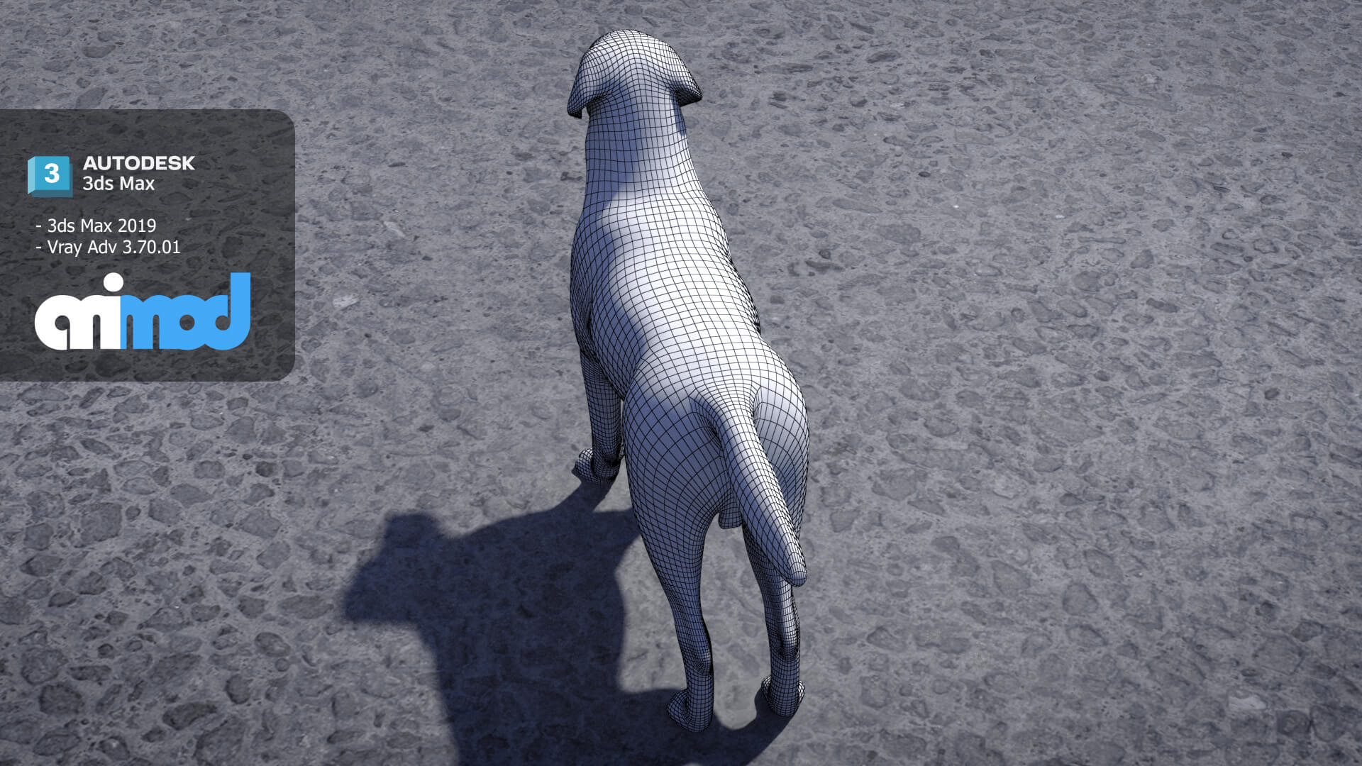 Labrador Retriever - 3D Model by animod