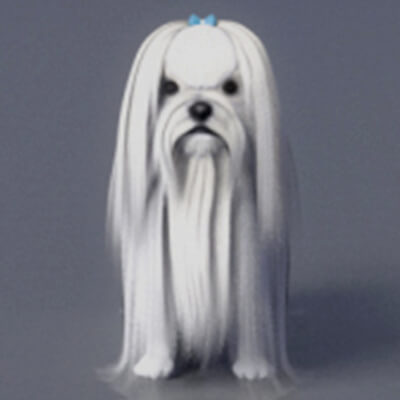 Maltese Animal - 3D Model by animod