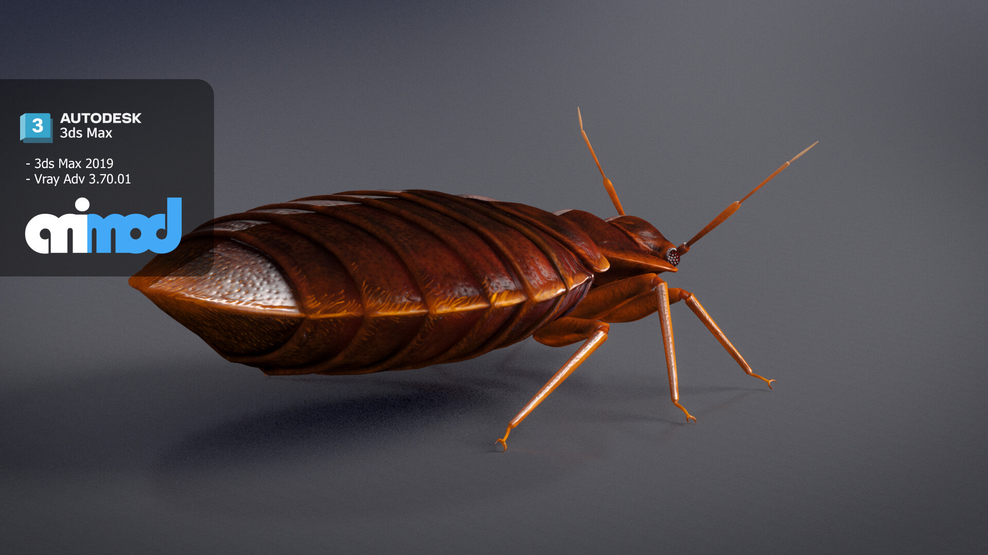Mites Insects - 3D Model by animod