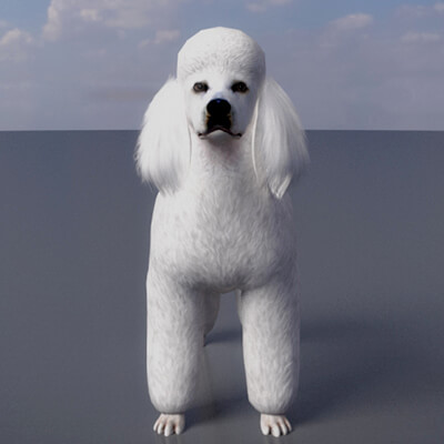 Poodle Dog Big - 3D Model by animod