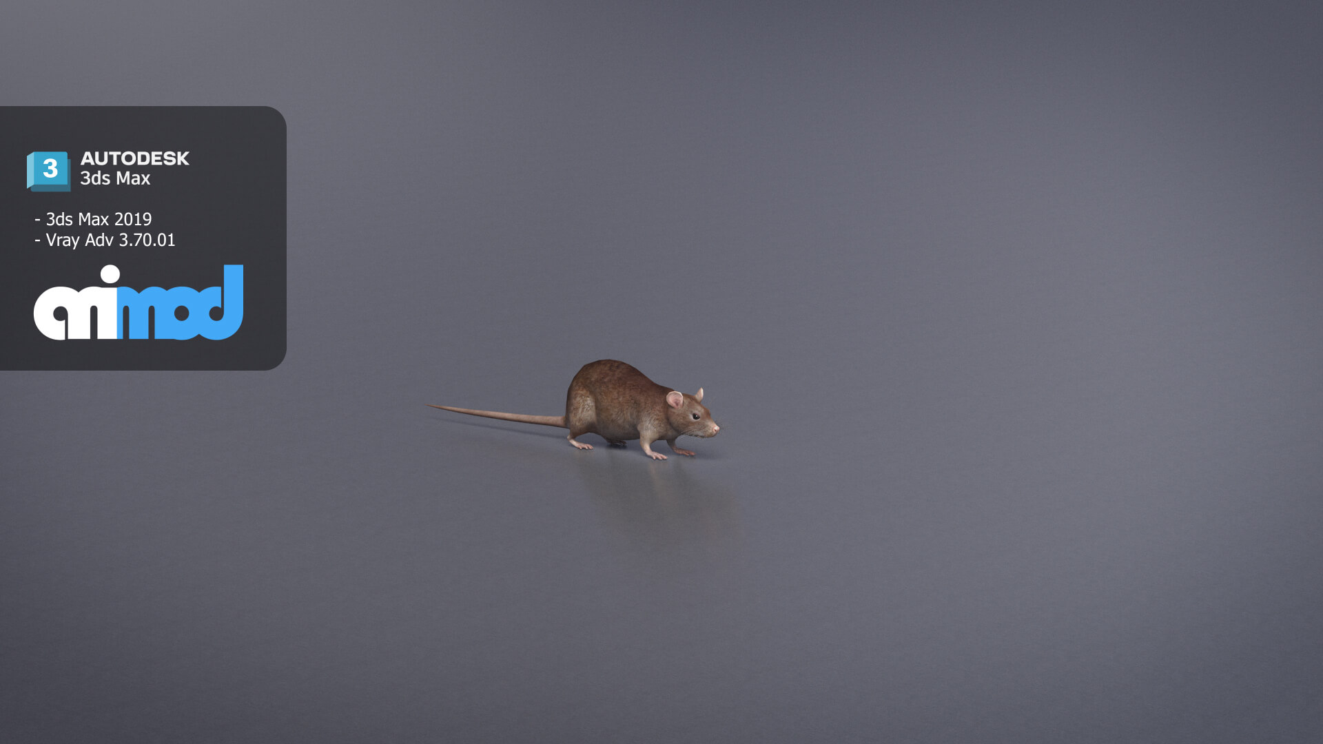 Rat Animal Mice - 3D Model by animod