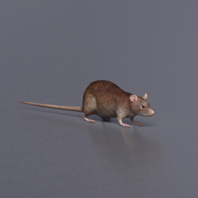 Rat Animal Mice - 3D Model by animod