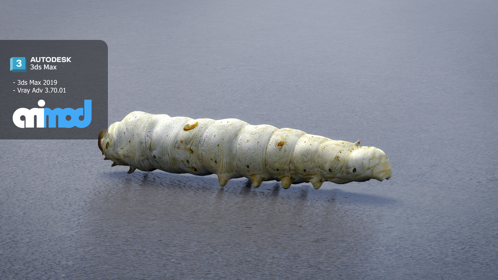 Silkworm Insect - 3D Model by animod