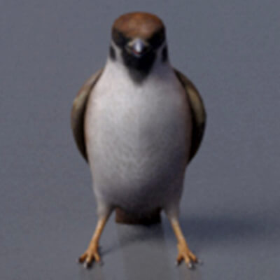 Sparrow Bird 001 - 3D Model by animod