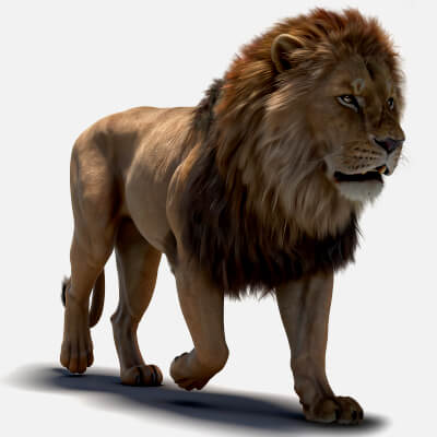 Rigged Lion with 4K Textures and Animations - 3D Model by Animorph3D