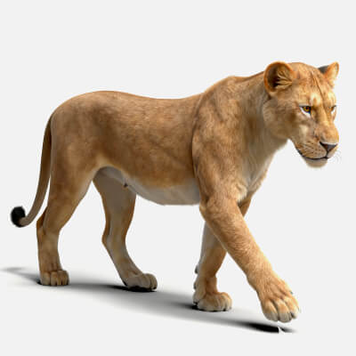 Rigged Lioness with 4k Textures - 3D Model by Animorph3D