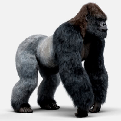 Rigged Silverback Gorilla with 4K Textures and Animations - 3D Model by ...