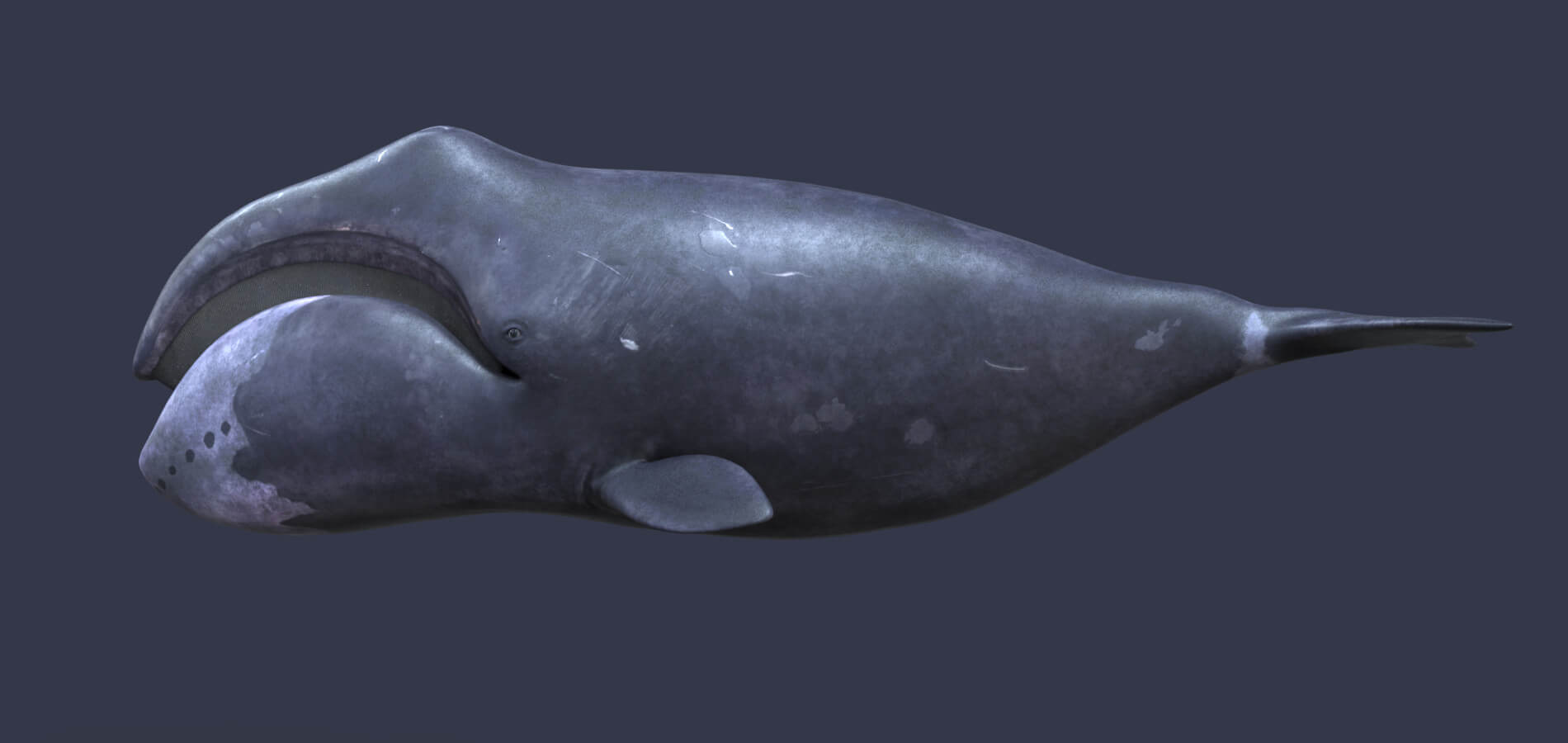 Bowhead Whale (Balaena Mysticetus) - 3D Model by Anthodon