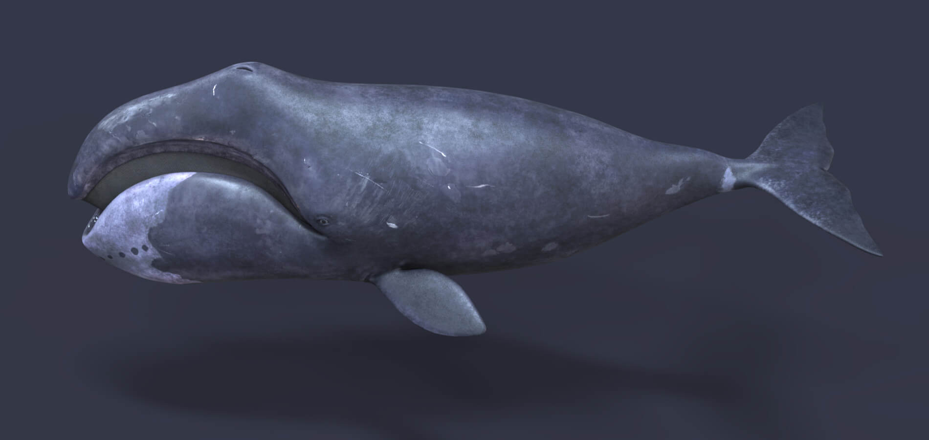 Bowhead Whale (Balaena Mysticetus) - 3D Model by Anthodon