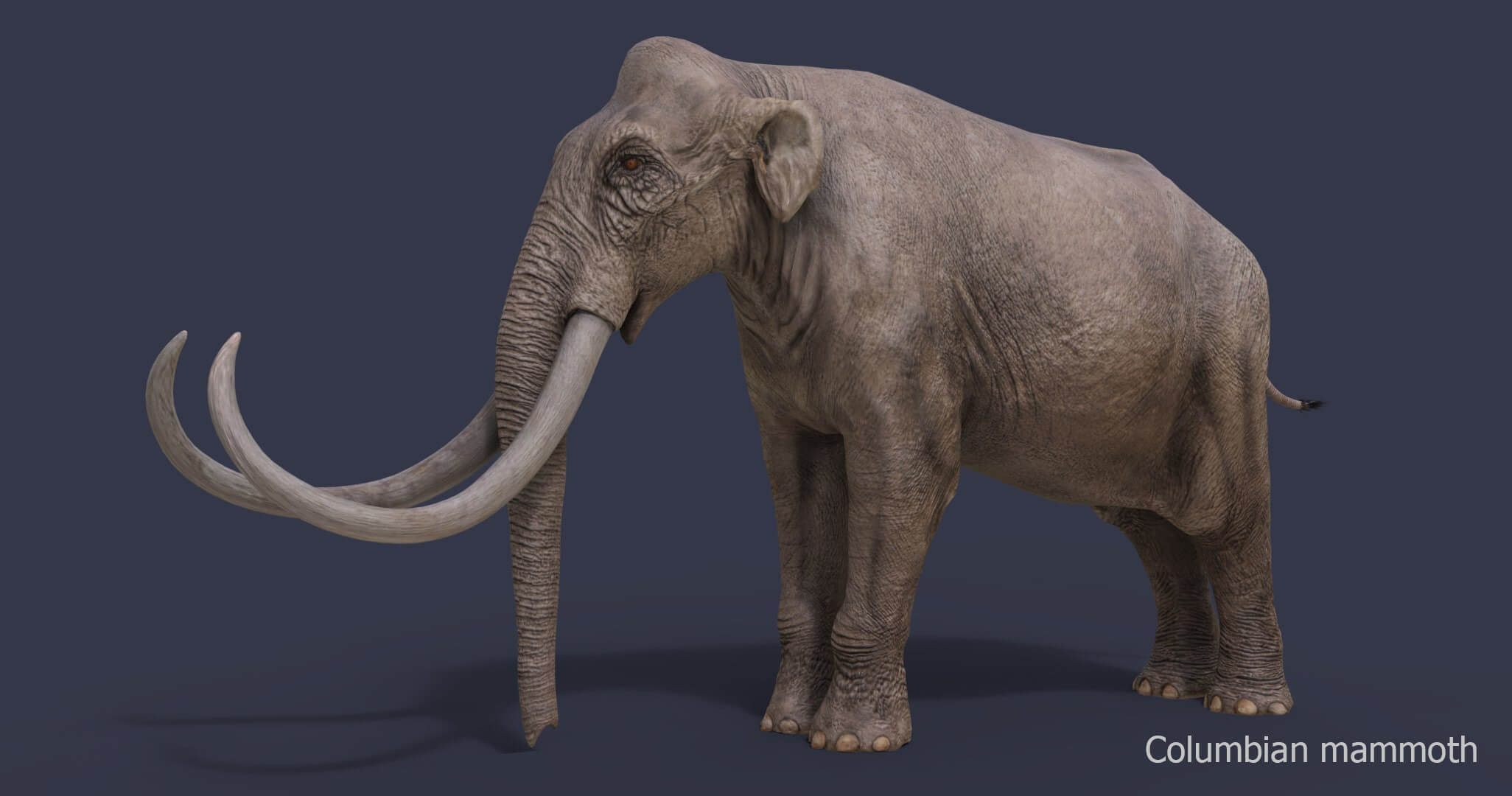 Extinct Animals Pack Version 18 - 3D Model by Anthodon